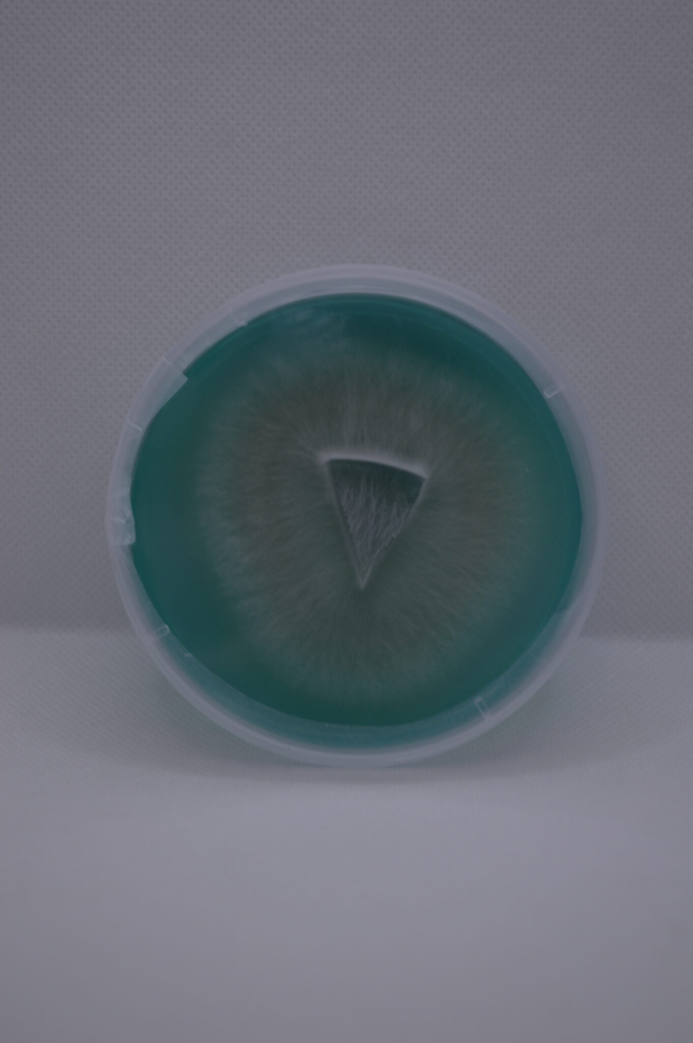 Grain Soak Agar (GSA) Plates - Sterile, Pre-Poured | Easy Shroom